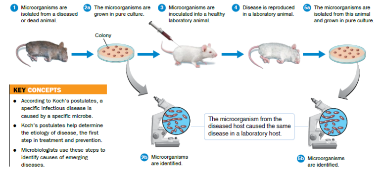 A Crash Course in Microbiology - Online Bachelor Degrees
